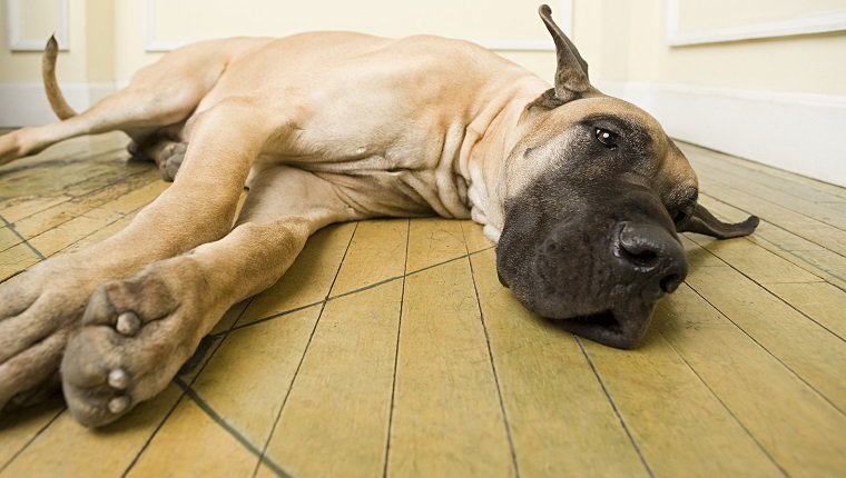 Bloat In Dogs: Symptoms, Causes, & Treatments - DogTime