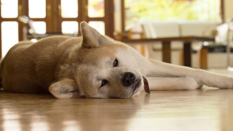 Bloat In Dogs: Symptoms, Causes, & Treatments - DogTime