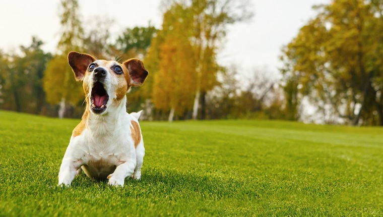 DogSpeak: Understanding The Different Types Of Canine Aggression - DogTime