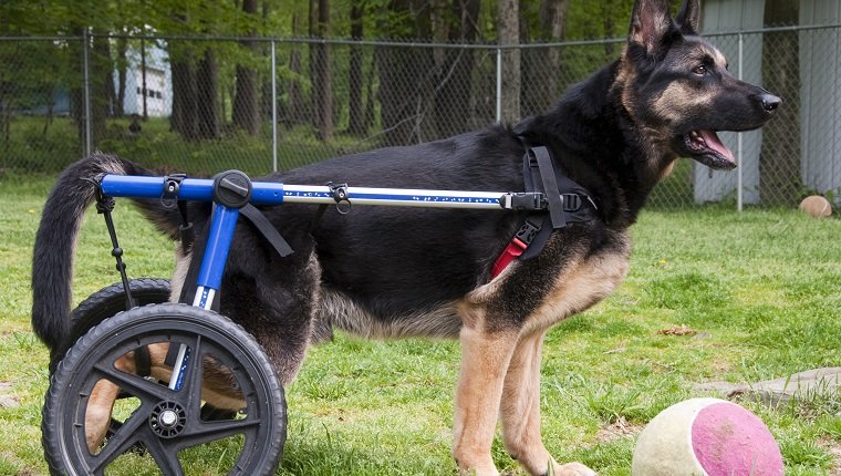 Degenerative Myelopathy In Dogs: Symptoms, Causes, & Treatments - DogTime