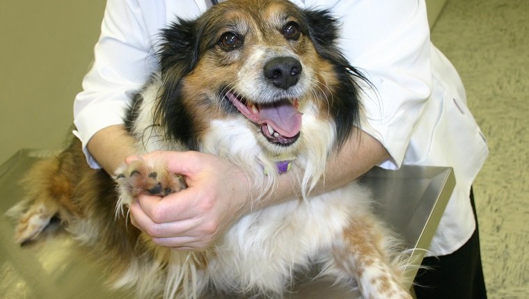 Dermatomyositis In Dogs: Symptoms, Causes, & Treatments - DogTime