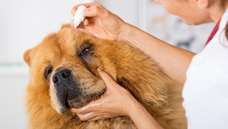Desmopressin For Dogs: Uses, Dosage, & Side Effects - DogTime