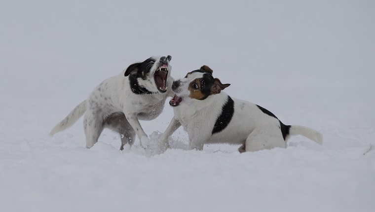 Dog Aggression Toward Other Dogs: Warning Signs, Treatment ...