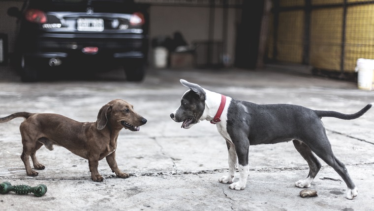 Dog Aggression Toward Other Dogs: Warning Signs, Treatment ...