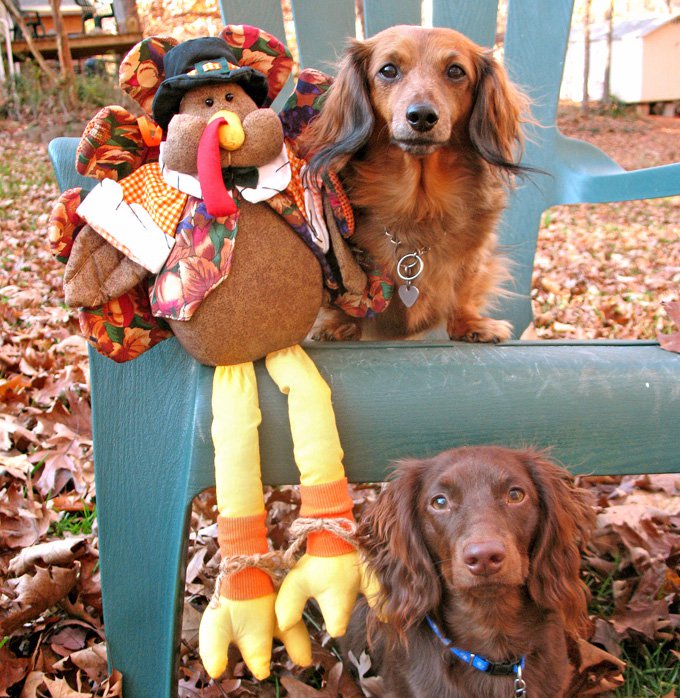29 Dogs Ready To Celebrate Thanksgiving With You! [PICTURES] - DogTime