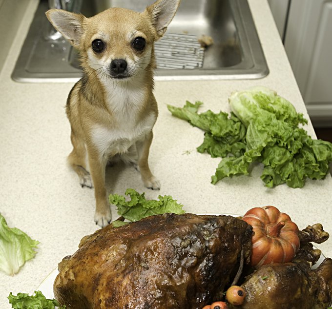 29 Dogs Ready To Celebrate Thanksgiving With You! [PICTURES] - DogTime