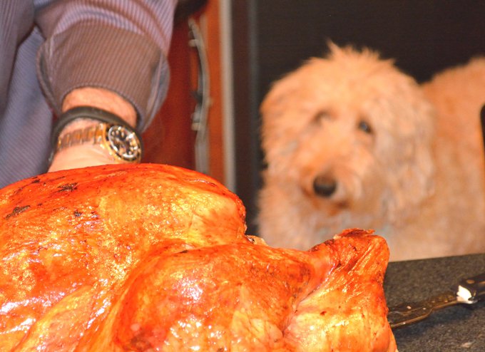 29 Dogs Ready To Celebrate Thanksgiving With You! [PICTURES] - DogTime