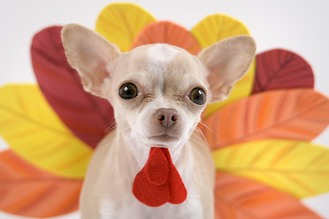 29 Dogs Ready To Celebrate Thanksgiving With You! [PICTURES] - DogTime