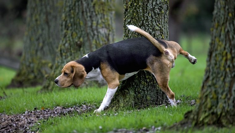 Enlarged Prostate In Dogs: Symptoms, Causes, & Treatments - DogTime