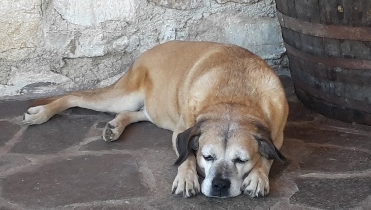 Enlarged Prostate In Dogs: Symptoms, Causes, & Treatments - DogTime