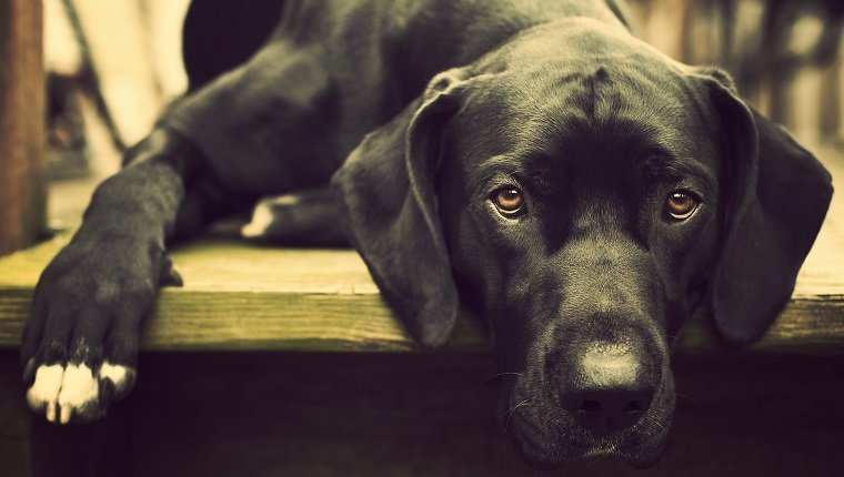 Hypocalcemia In Dogs: Symptoms, Causes, & Treatments - DogTime