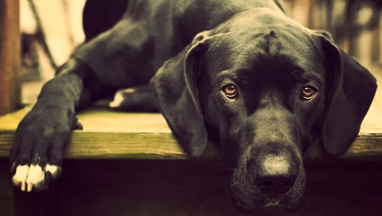 Hypocalcemia In Dogs: Symptoms, Causes, & Treatments - DogTime