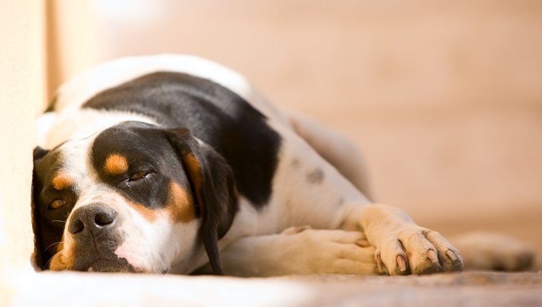 Kaopectate For Dogs: Uses, Dosage, & Side Effects - DogTime