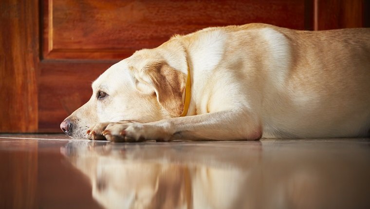 Mycoplasma Infection In Dogs: Symptoms, Causes, & Treatments - DogTime