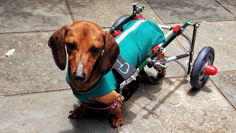 Paralysis In Dogs: Symptoms, Causes, & Treatments - DogTime
