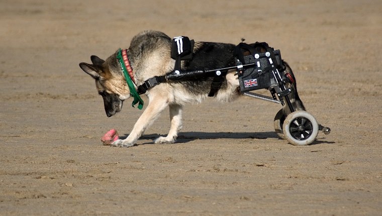 Paralysis In Dogs: Symptoms, Causes, & Treatments - DogTime