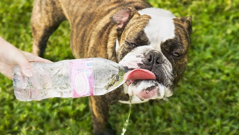 Polydipsia (Increased Thirst) In Dogs: Symptoms, Causes, & Treatments ...