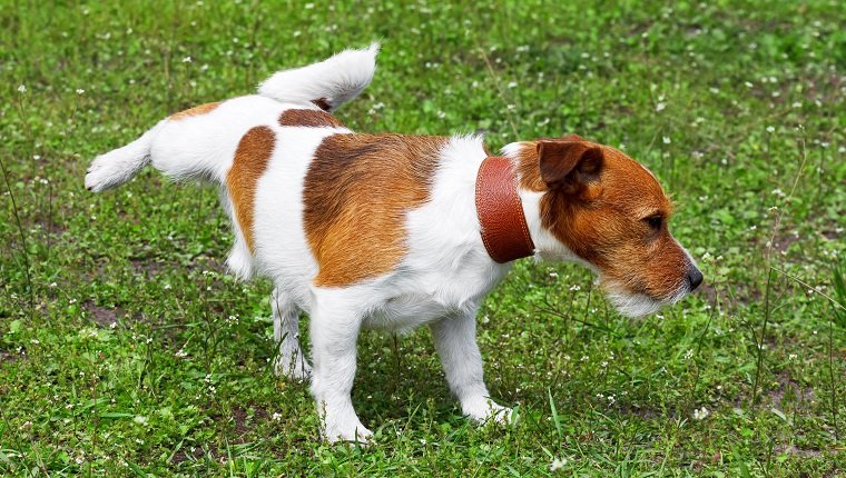 Polyuria (Increased Urination) In Dogs: Symptoms, Causes, & Treatments ...