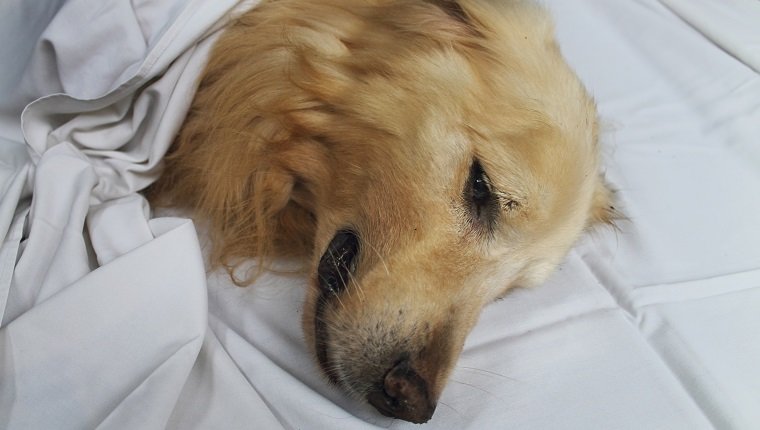 Septicemia & Bacteremia In Dogs: Symptoms, Causes, & Treatments - DogTime