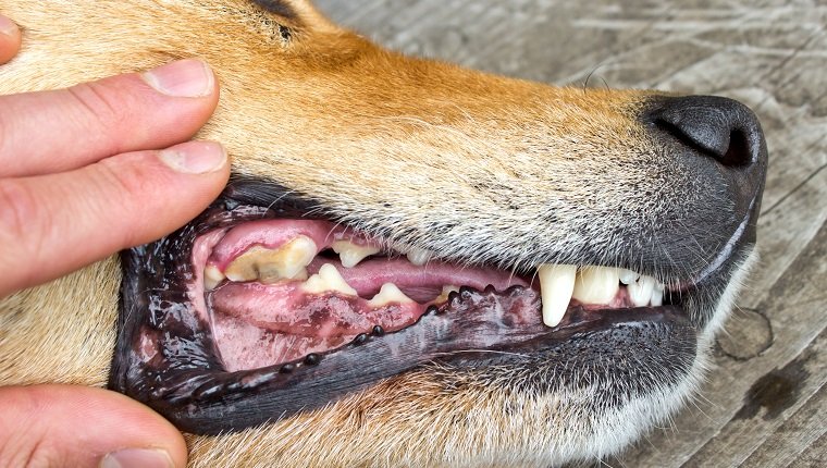 Stomatitis In Dogs: Symptoms, Causes, & Treatments - DogTime