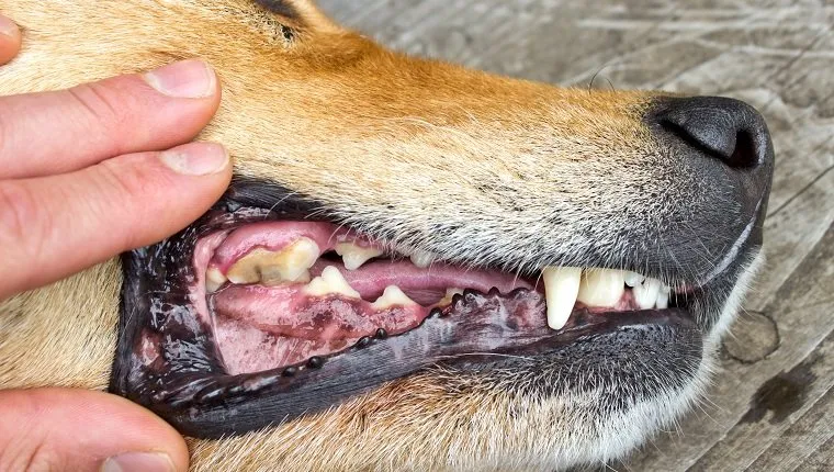 Stomatitis In Dogs: Symptoms, Causes, & Treatments - DogTime