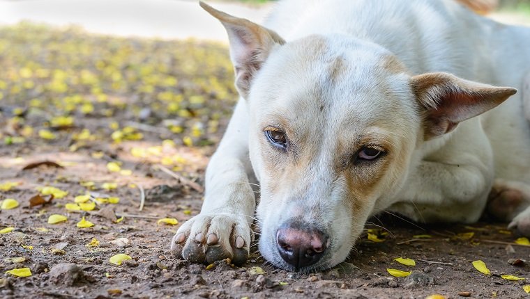 Uremia In Dogs: Symptoms, Causes, & Treatments - DogTime