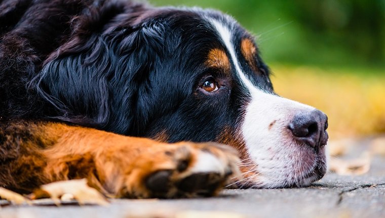 Uremia In Dogs: Symptoms, Causes, & Treatments - DogTime