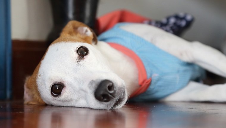 Ursodiol For Dogs: Uses, Dosage, & Side Effects - DogTime