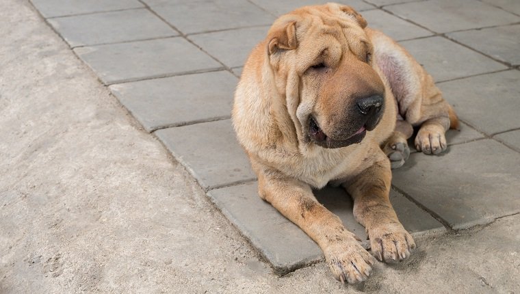 Yeast Infections In Dogs: Symptoms, Causes, & Treatments - DogTime