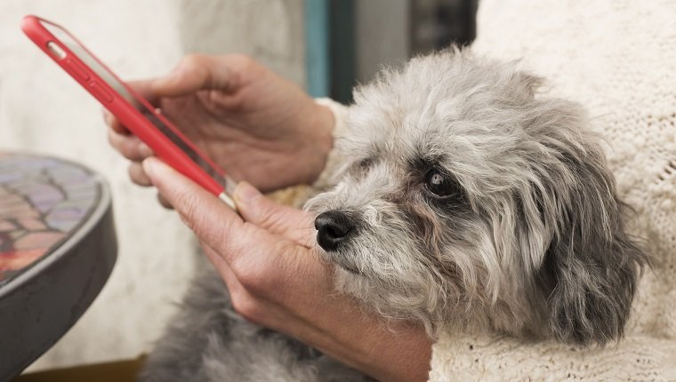 Can Dogs Eat Almonds? Are Almonds Safe For Dogs? - DogTime