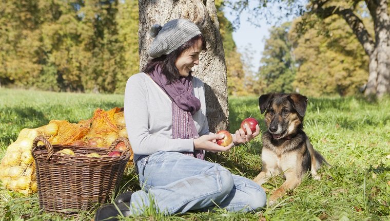 Can Dogs Eat Apples? What Fruits Can Dogs Eat? - DogTime