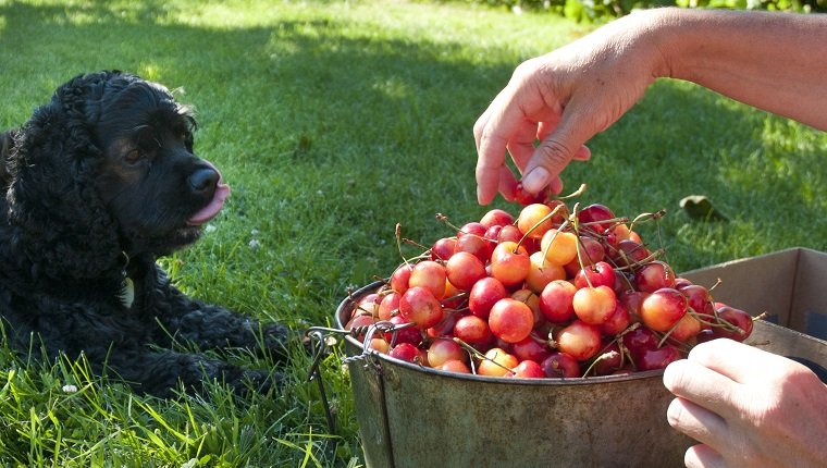 Can Dogs Eat Cherries? Are Cherries Safe For Dogs? - DogTime