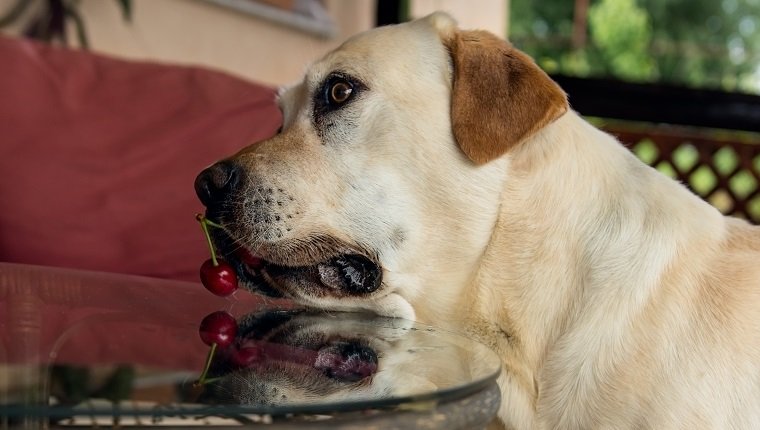 Can Dogs Eat Cherries? Are Cherries Safe For Dogs? - DogTime