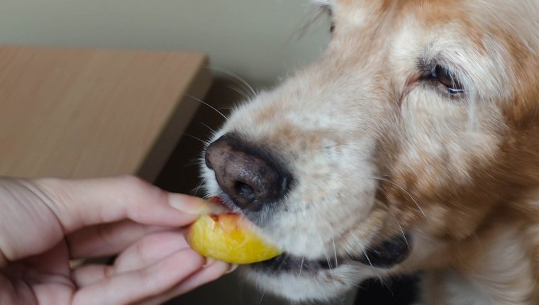 Can Dogs Eat Peaches? Are Peaches Safe For Dogs? - DogTime