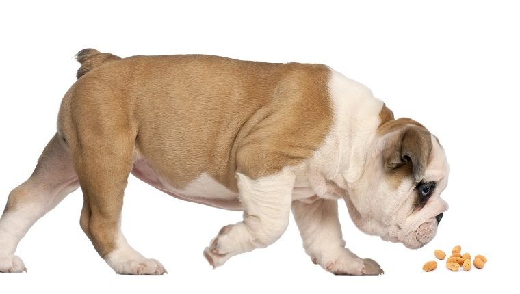 Can Dogs Eat Peanuts? Are Peanuts Safe For Dogs? - DogTime