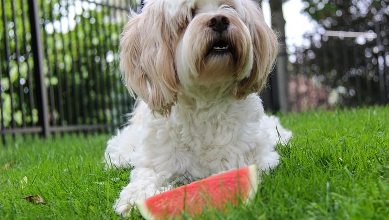 Can Dogs Eat Watermelon? Is Watermelon Safe For Dogs? - DogTime