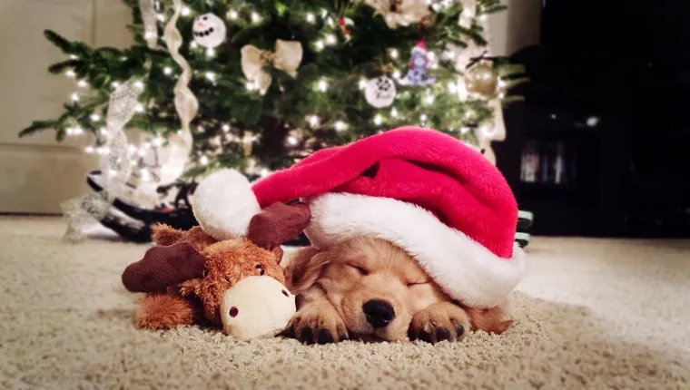 30 Of The Cutest Christmas Puppies On Earth [PICTURES] - DogTime