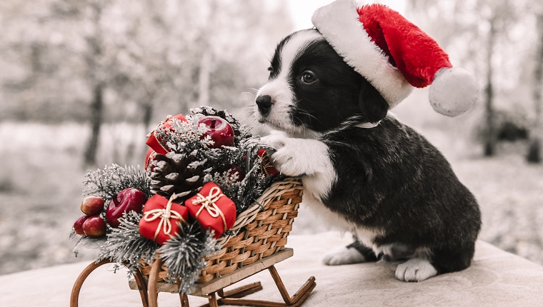 30 Of The Cutest Christmas Puppies On Earth [PICTURES] - DogTime