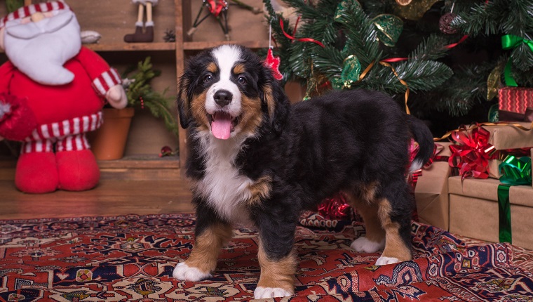 30 Of The Cutest Christmas Puppies On Earth [PICTURES] - DogTime