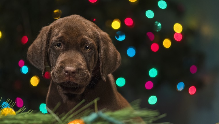 30 Of The Cutest Christmas Puppies On Earth [PICTURES] - DogTime