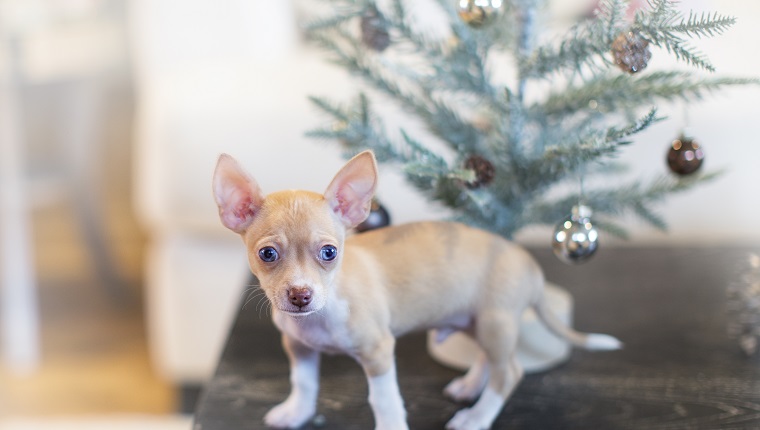 30 Of The Cutest Christmas Puppies On Earth [PICTURES] - DogTime
