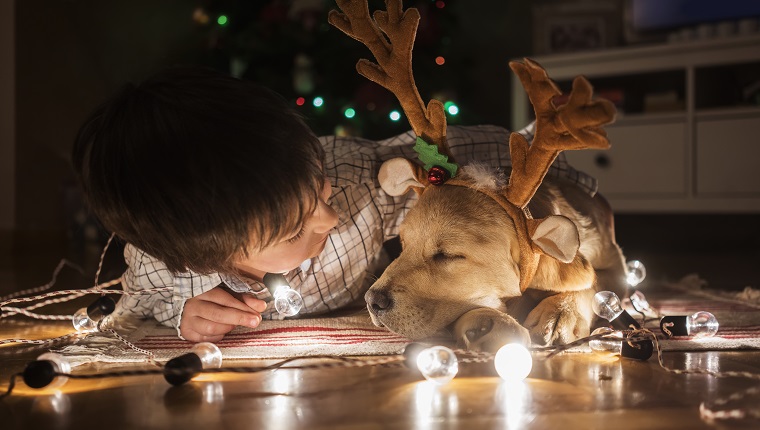 30 Of The Cutest Christmas Puppies On Earth [PICTURES] - DogTime