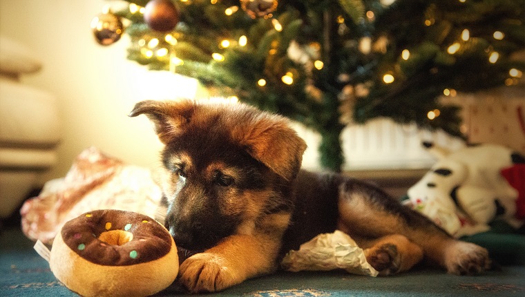 30 Of The Cutest Christmas Puppies On Earth [PICTURES] - DogTime