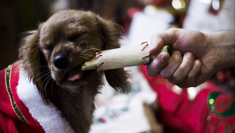 30 Of The Cutest Christmas Puppies On Earth [PICTURES] - DogTime
