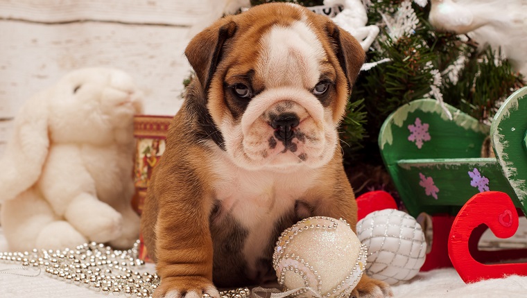 30 Of The Cutest Christmas Puppies On Earth [PICTURES] - DogTime