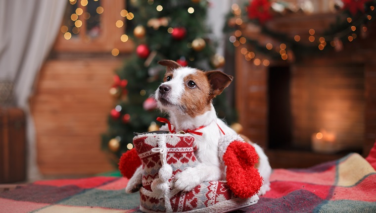 30 Of The Cutest Christmas Puppies On Earth [PICTURES] - DogTime