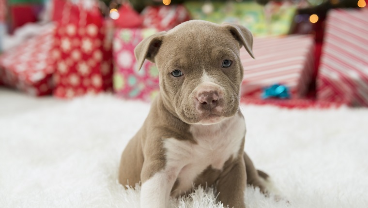 30 Of The Cutest Christmas Puppies On Earth [PICTURES] - DogTime