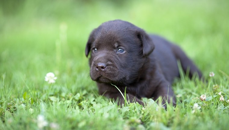 Cryptorchidism (Retained Testicles) In Dogs: Symptoms, Causes ...