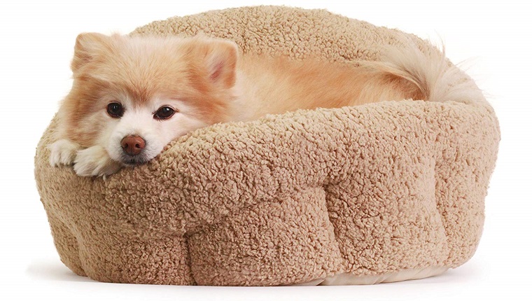 Holiday Gift Guide: Best Dog Accessories For 2020 - DogTime