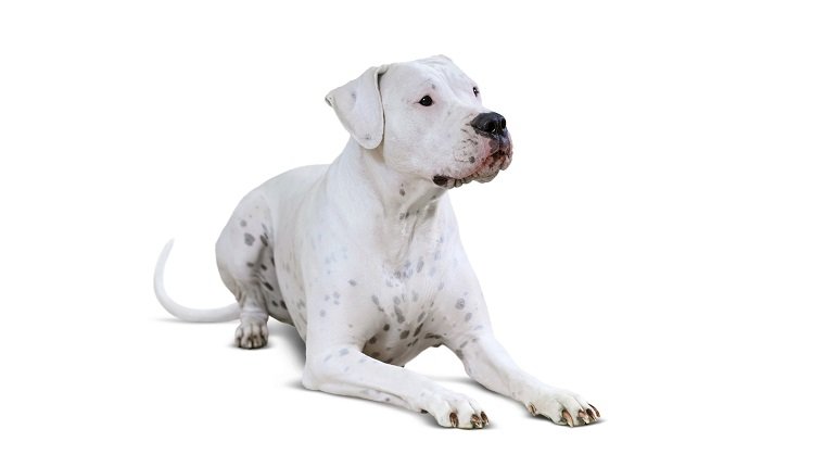 Dogo Argentino Dog Breed Information & Pictures – Dogtime